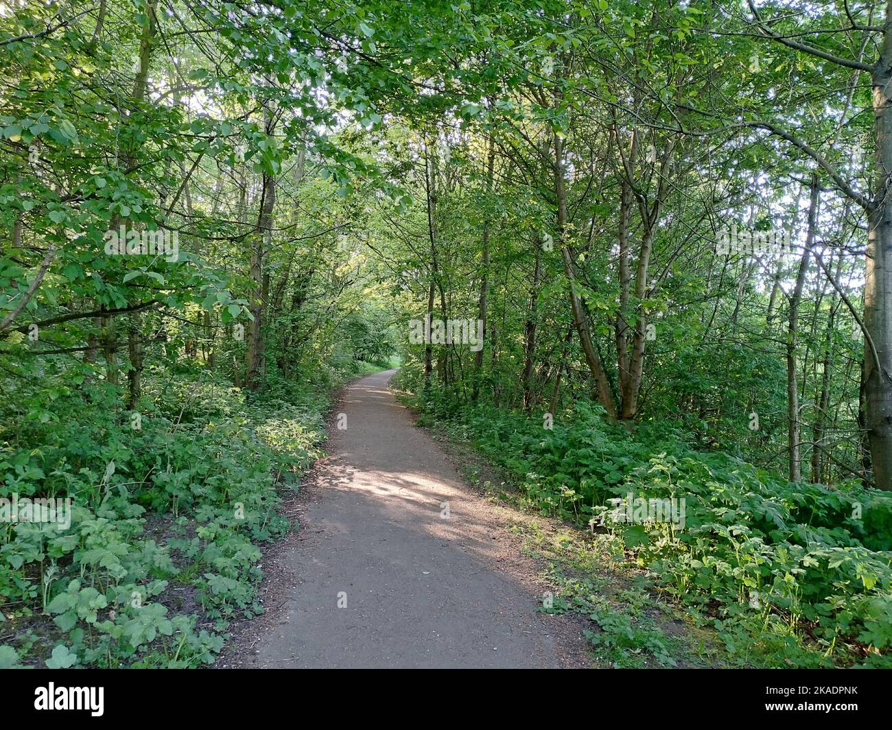 A long walking trail in a bright green park Stock Photo - Alamy