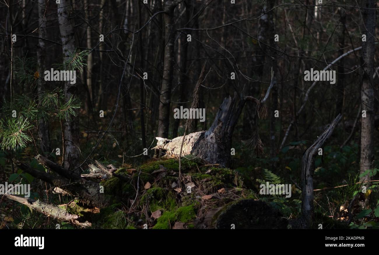 Weak sunlight on tree branches in dark autumn forest Stock Photo - Alamy