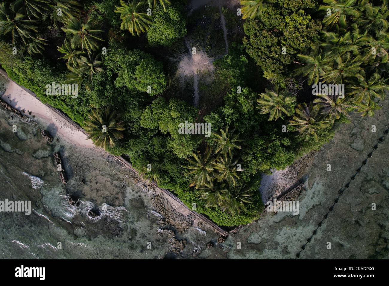 An aerial view of trees on a seaside Stock Photo - Alamy