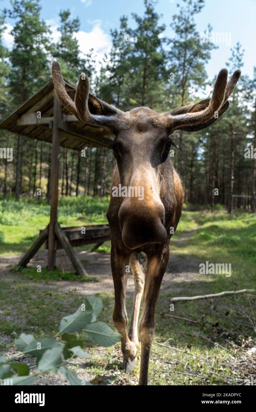 Elk zoo sweden hi-res stock photography and images - Alamy