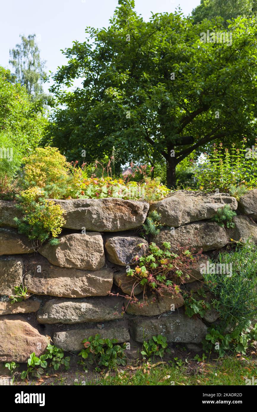 Overgrown border hi-res stock photography and images - Alamy