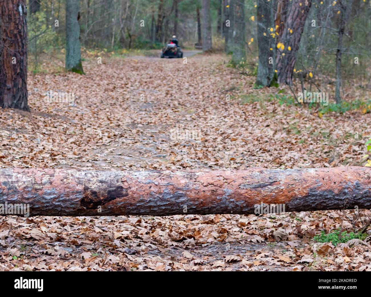 Large trunk of sawn tree lies across forest road covered with fallen ...