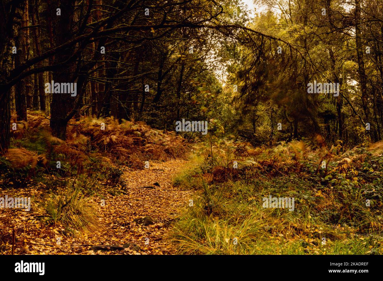 Forest Path above Matlock, Derbyshire Stock Photo - Alamy