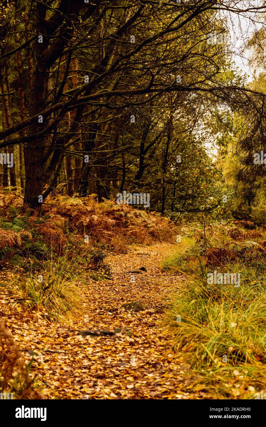 Matlock sport hi-res stock photography and images - Alamy