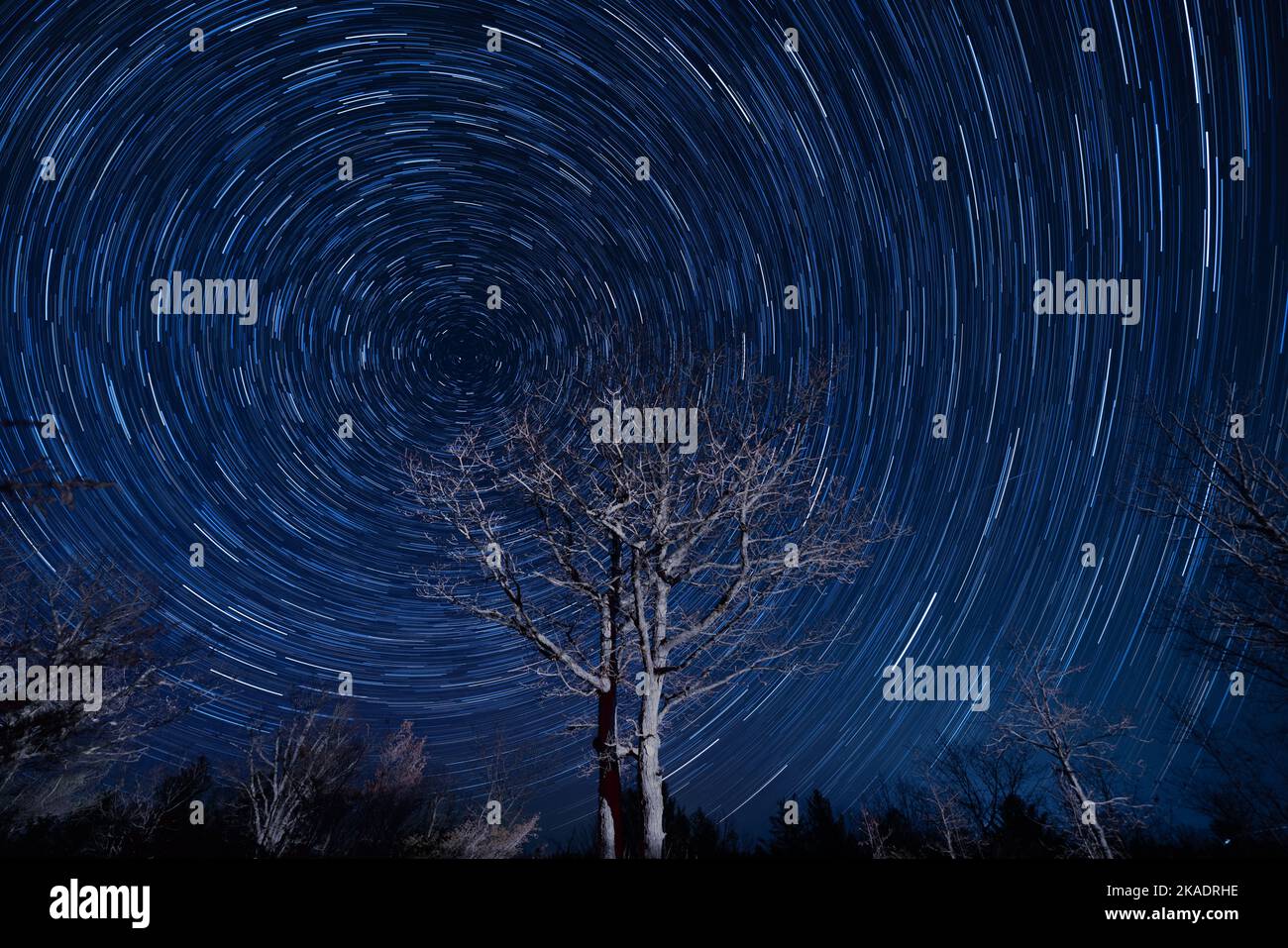 A wonderful star trail blue night sky with leafless trees in front, a ...