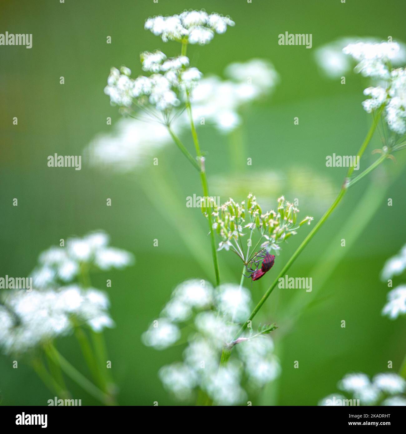 A selective of mating striped bugs on white wildflowers in a field ...