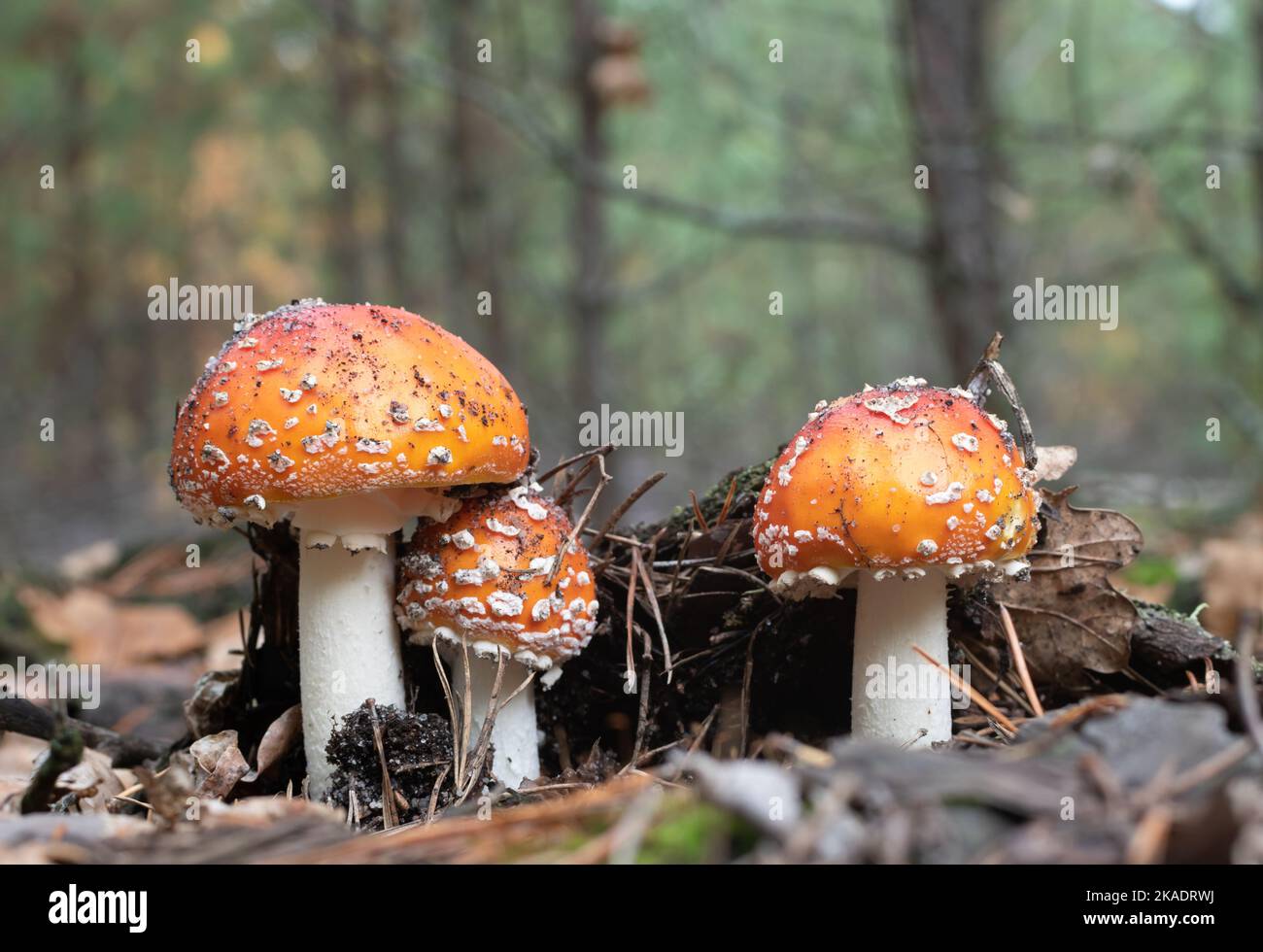 Three fly agarics on blurred background of dense green forest Stock ...