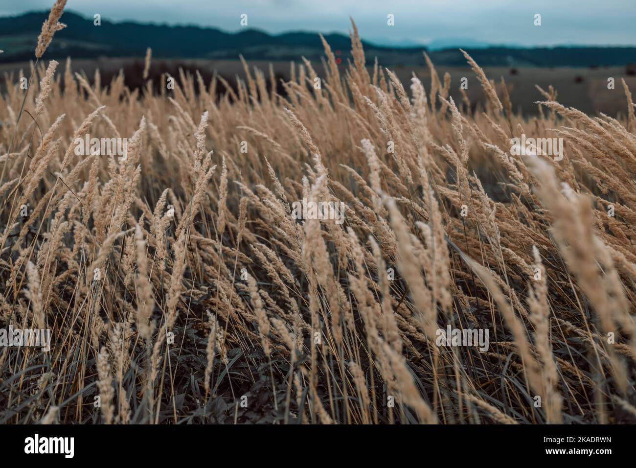 Pampas grass outdoor in light pastel colors. Dry reeds boho style ...