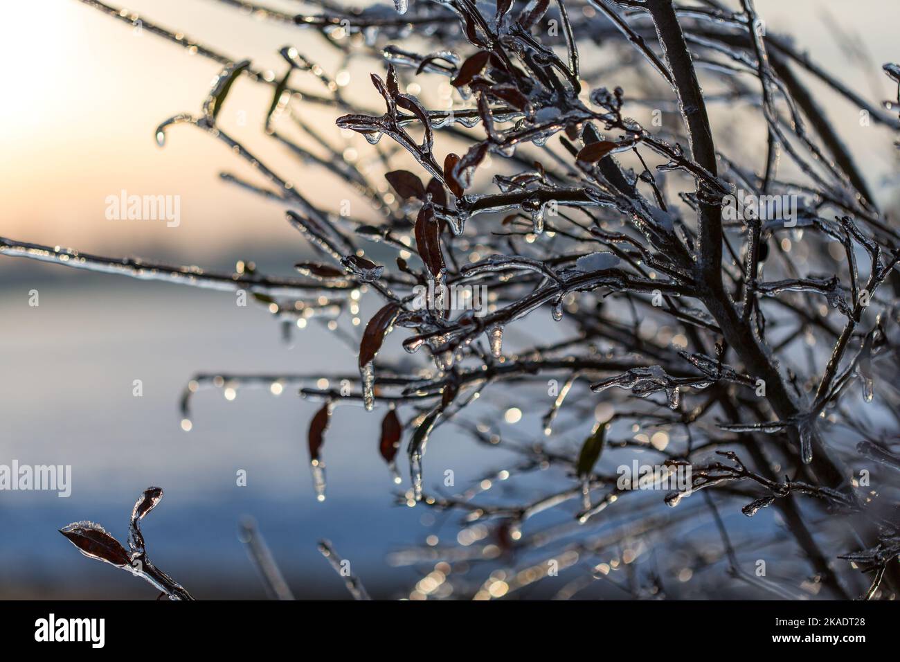 A closeup shot of frozen branches of tree Stock Photo - Alamy