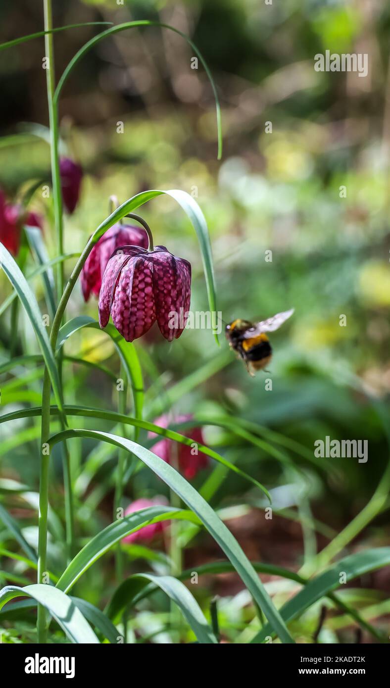 A selective focus shot of a bumblebee near a snake's head fritillary ...