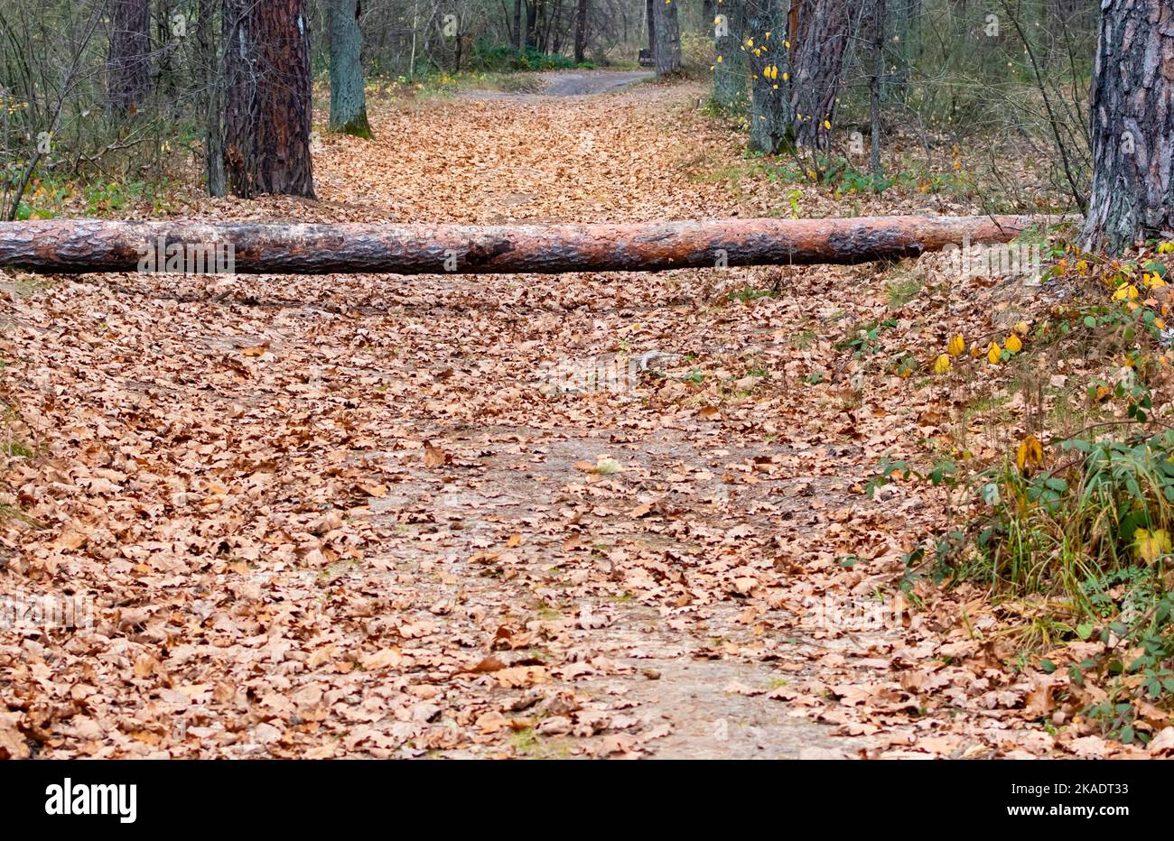 Large trunk of sawn tree lies across forest road covered with fallen ...