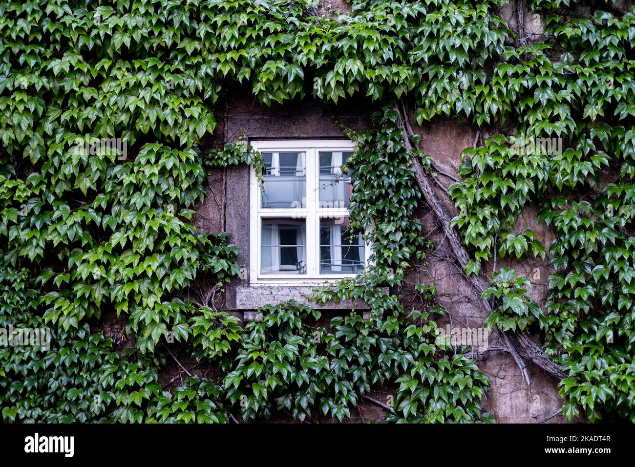 Structure of ivy hi-res stock photography and images - Alamy