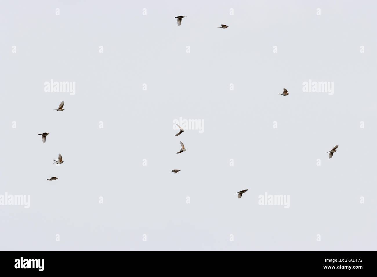 Small flock of Redwing (Turdus iliacus) migratory birds flying having ...