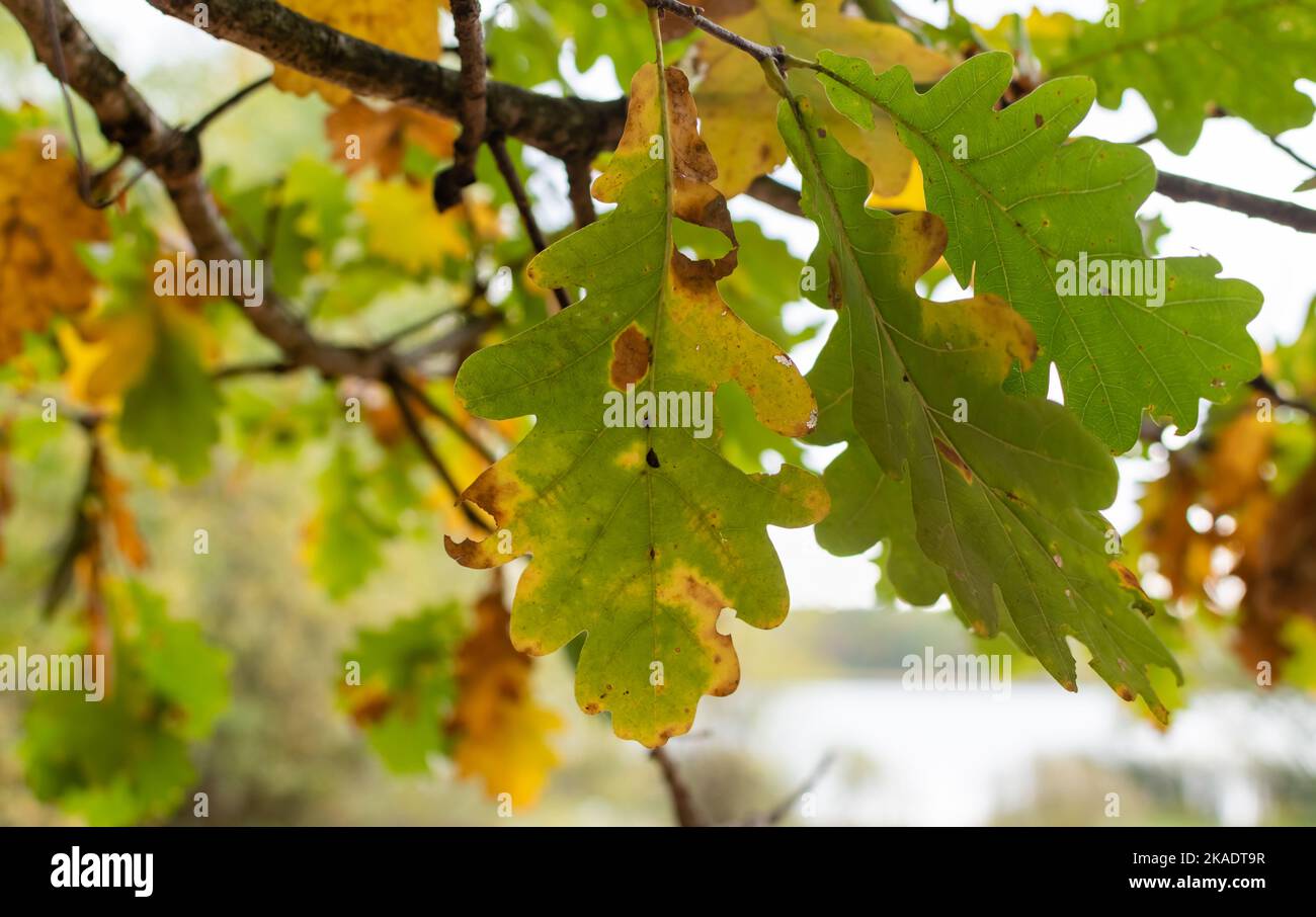 Yellowing withering oak leaf close-up on blurred background of autumn ...