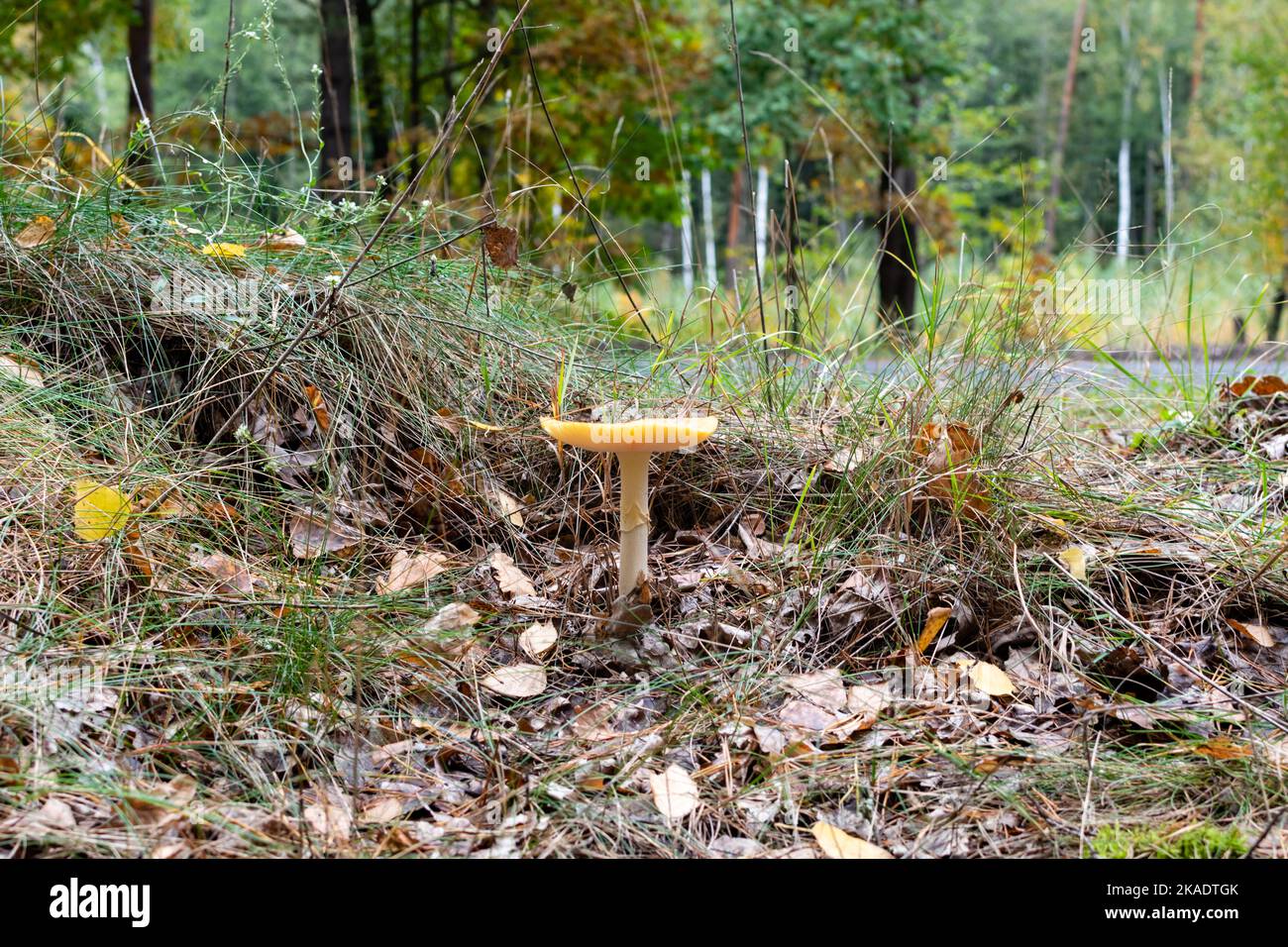 Fly agaric mushroom on background of dry grass and green forest Stock ...