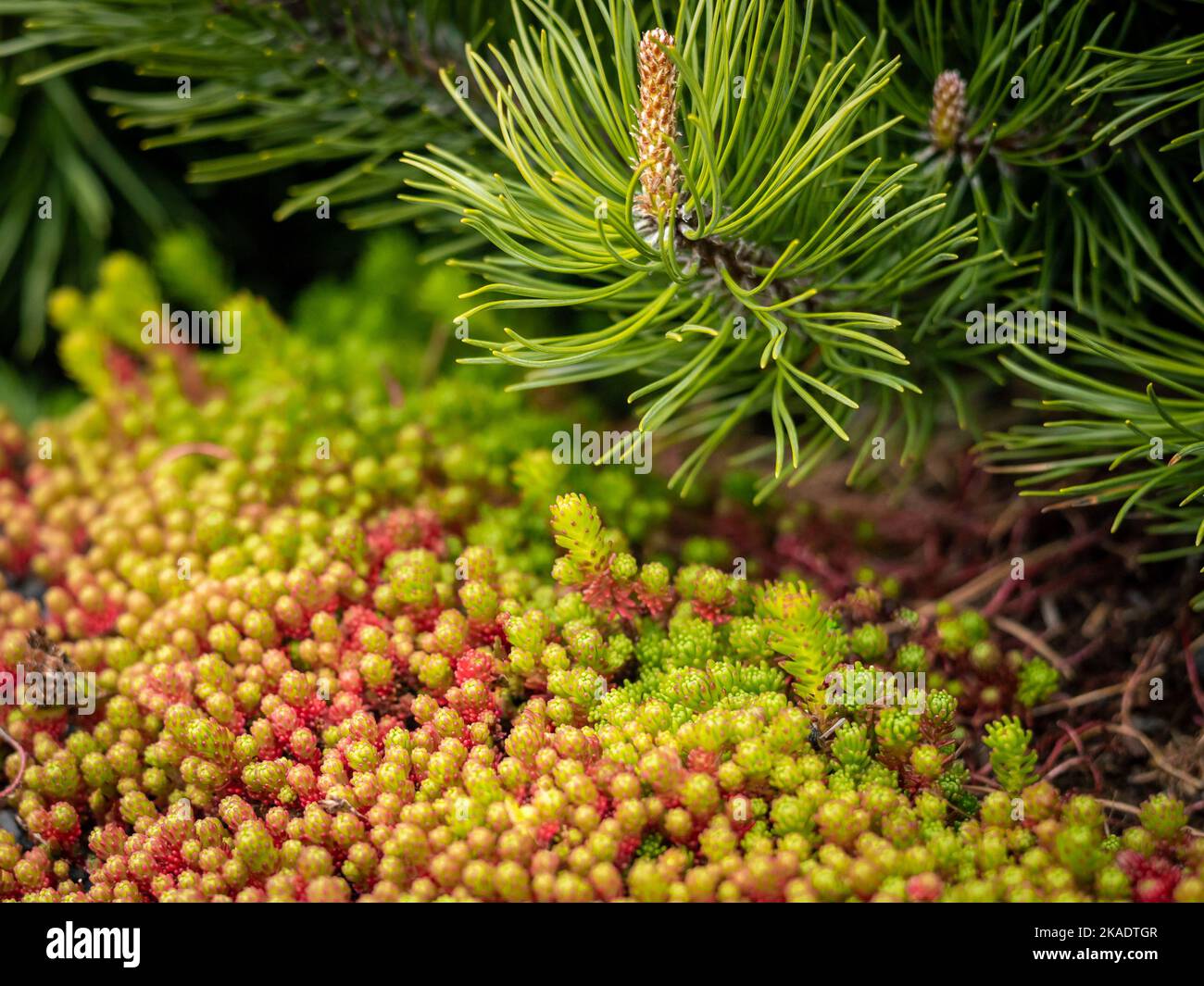 Natural background with a pine tree branch and a colorful ground ...