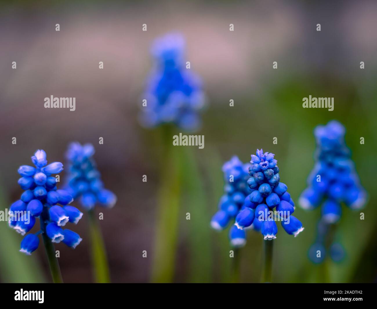 Blue muscari flowers (grape hyacinth, Muscari aucheri) blooming in the ...