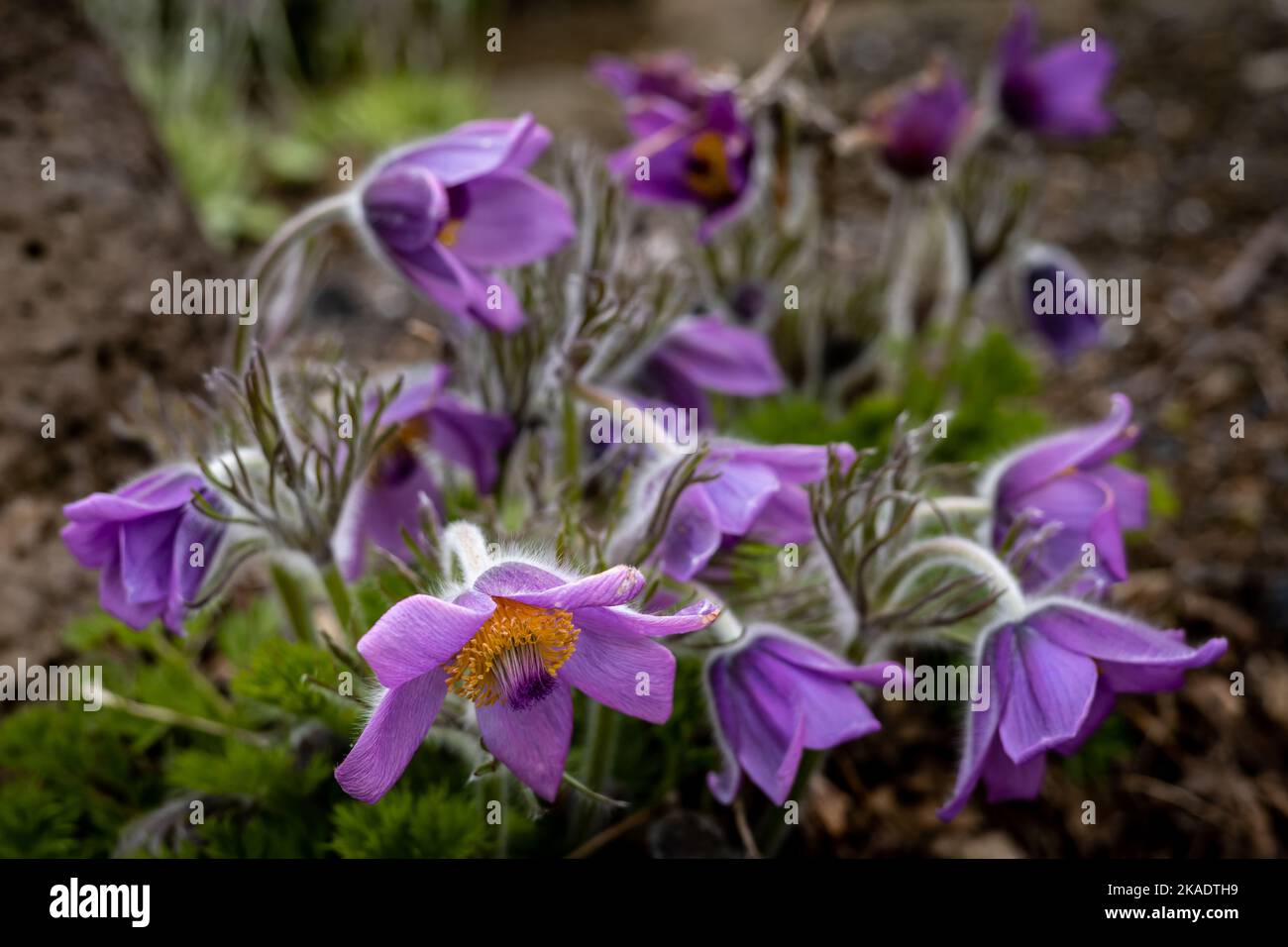 Purple pasque flowers (Pulsatilla tatewakii) , blooming in springtime ...
