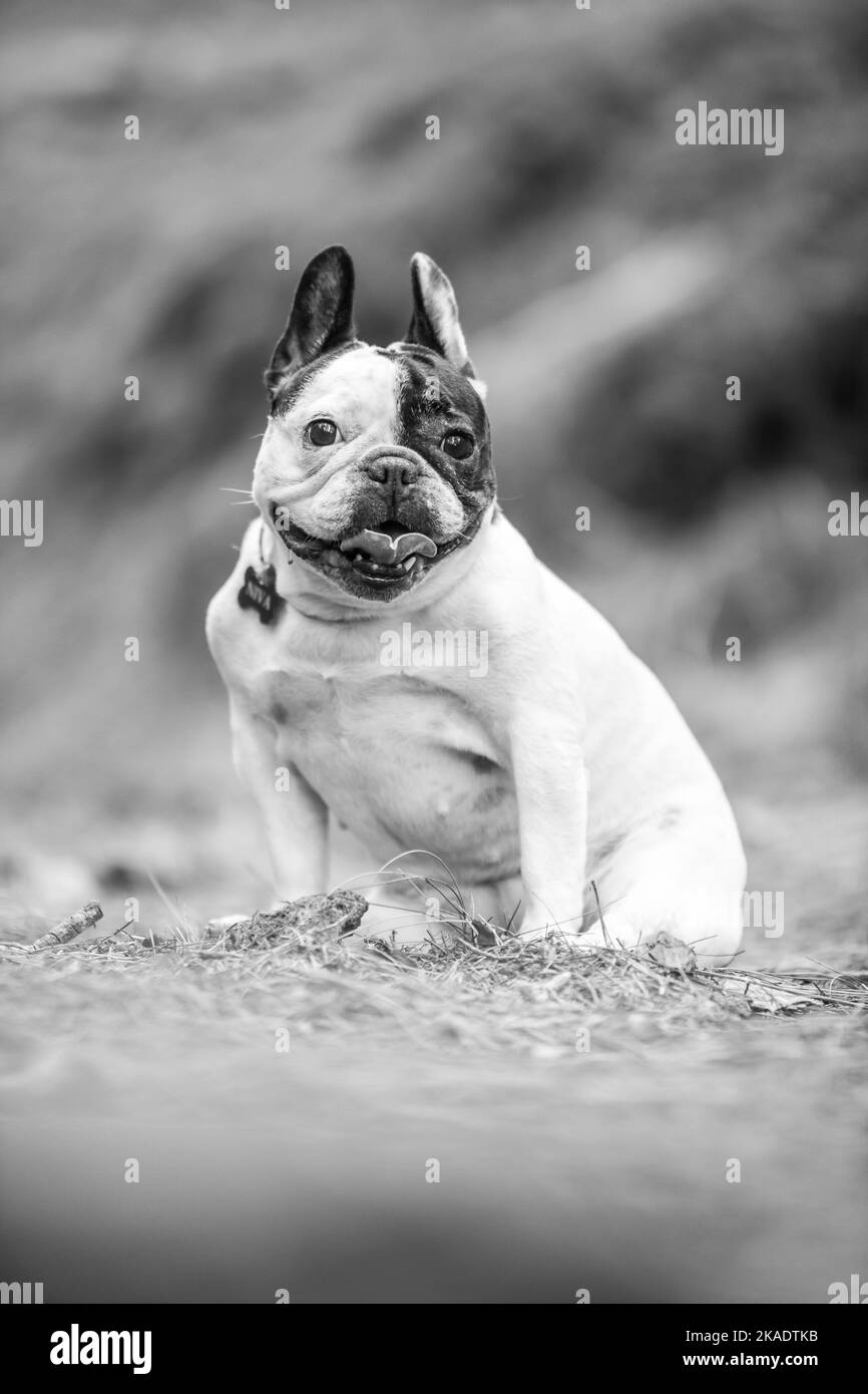 lovely French bulldog play and pose in the forest Stock Photo - Alamy