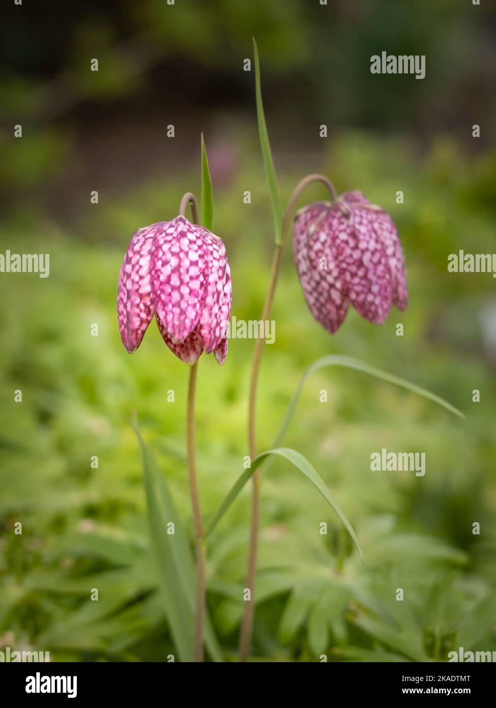 Spring background with blooming purple chess flowers (snake's head ...