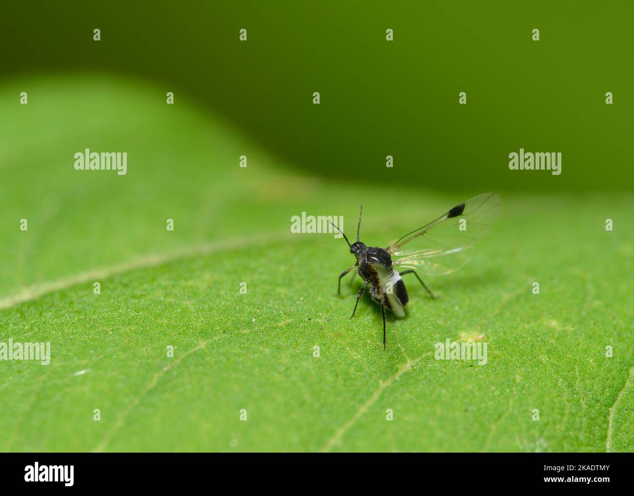A close-up view of a 1 mm midge spreading its wings to take off from a ...