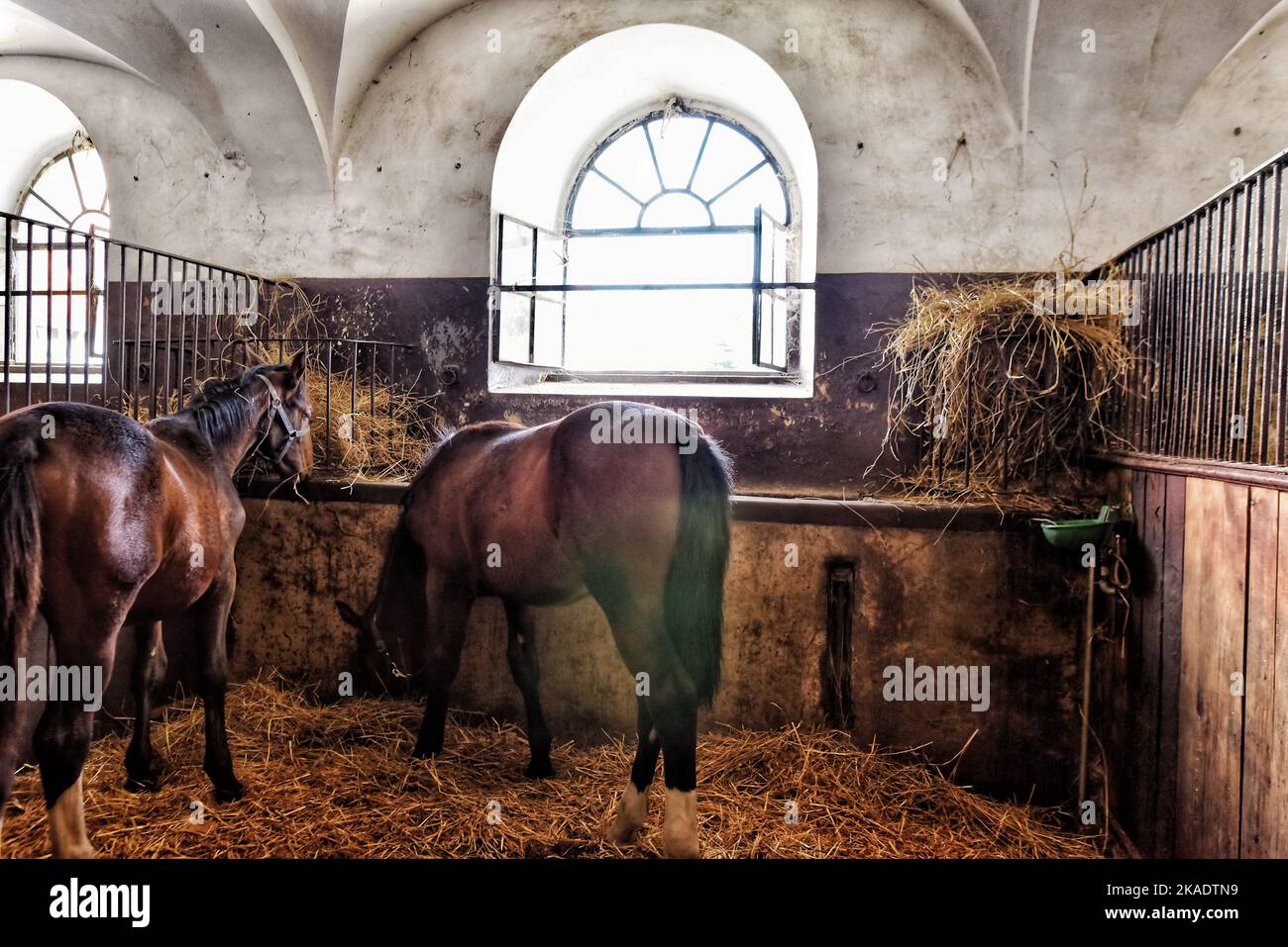 Stado Ogierów Książ Stock Photo - Alamy