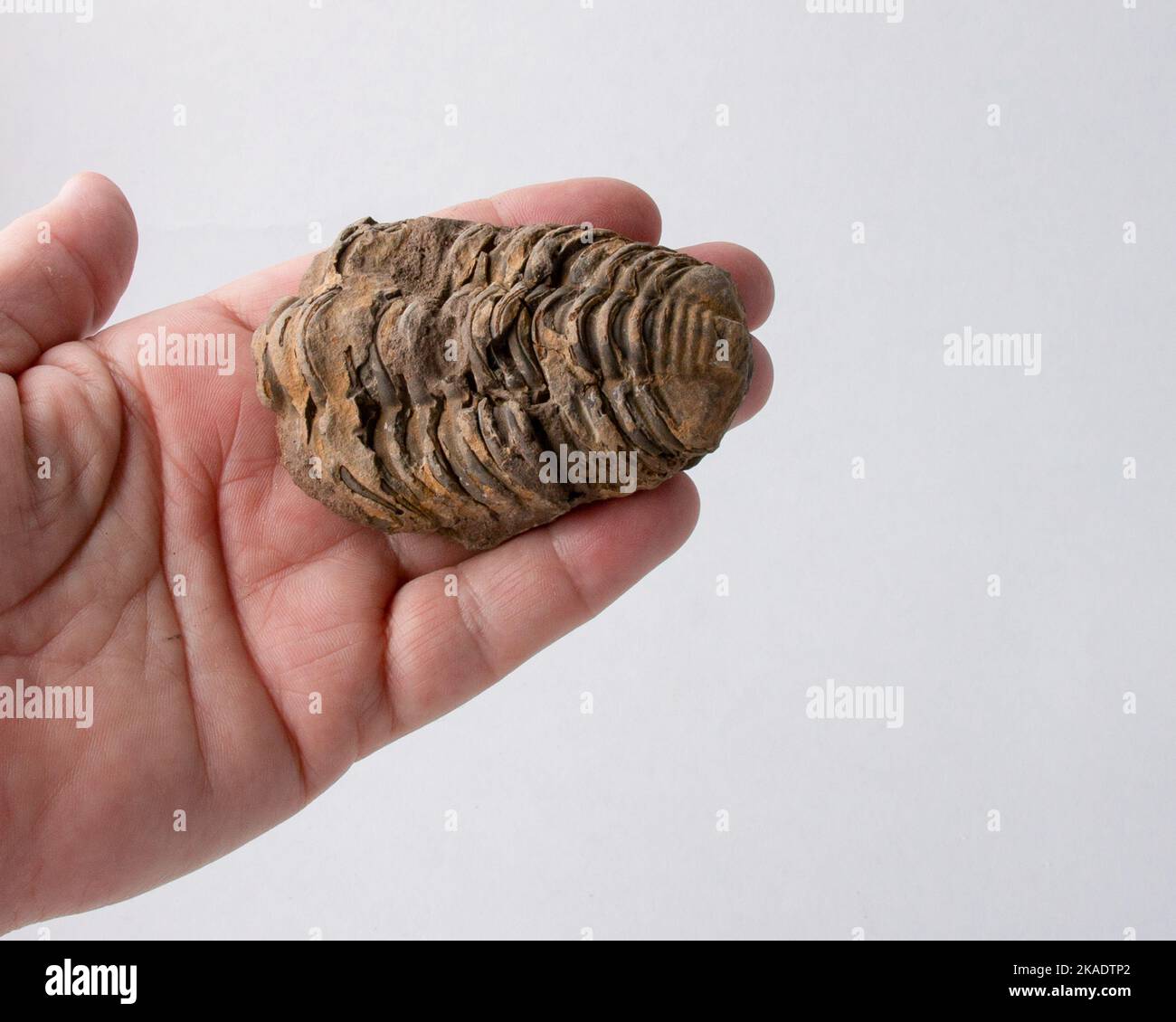 The Trilobite Fossil discovered in Madgascar isolated on white ...