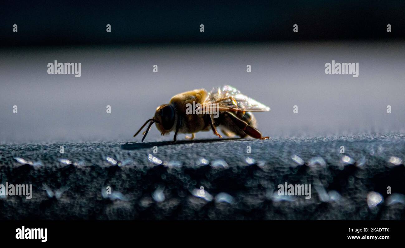 One bee Resting on top of Car Stock Photo - Alamy
