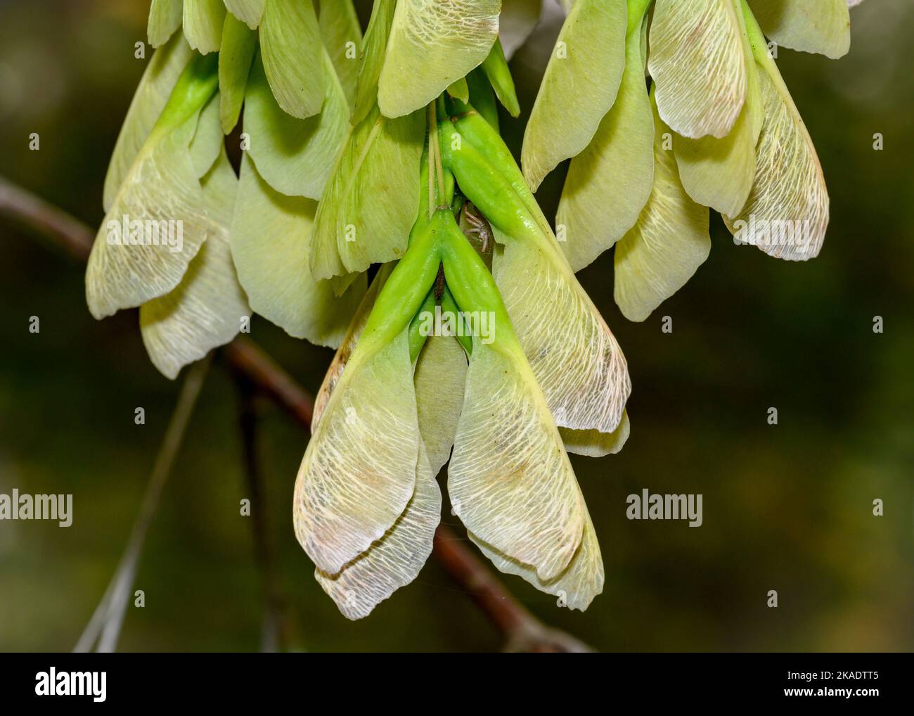 Close-up view of double maple seed wings with a spider hidden in them ...