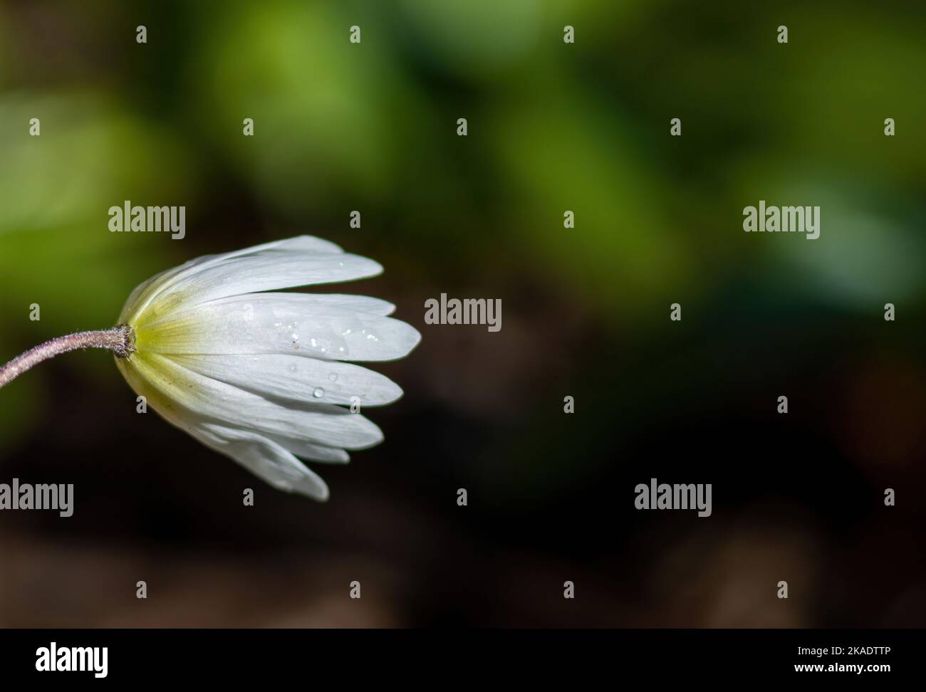 An isolated white squill flower in a botanical garden on a blurry ...
