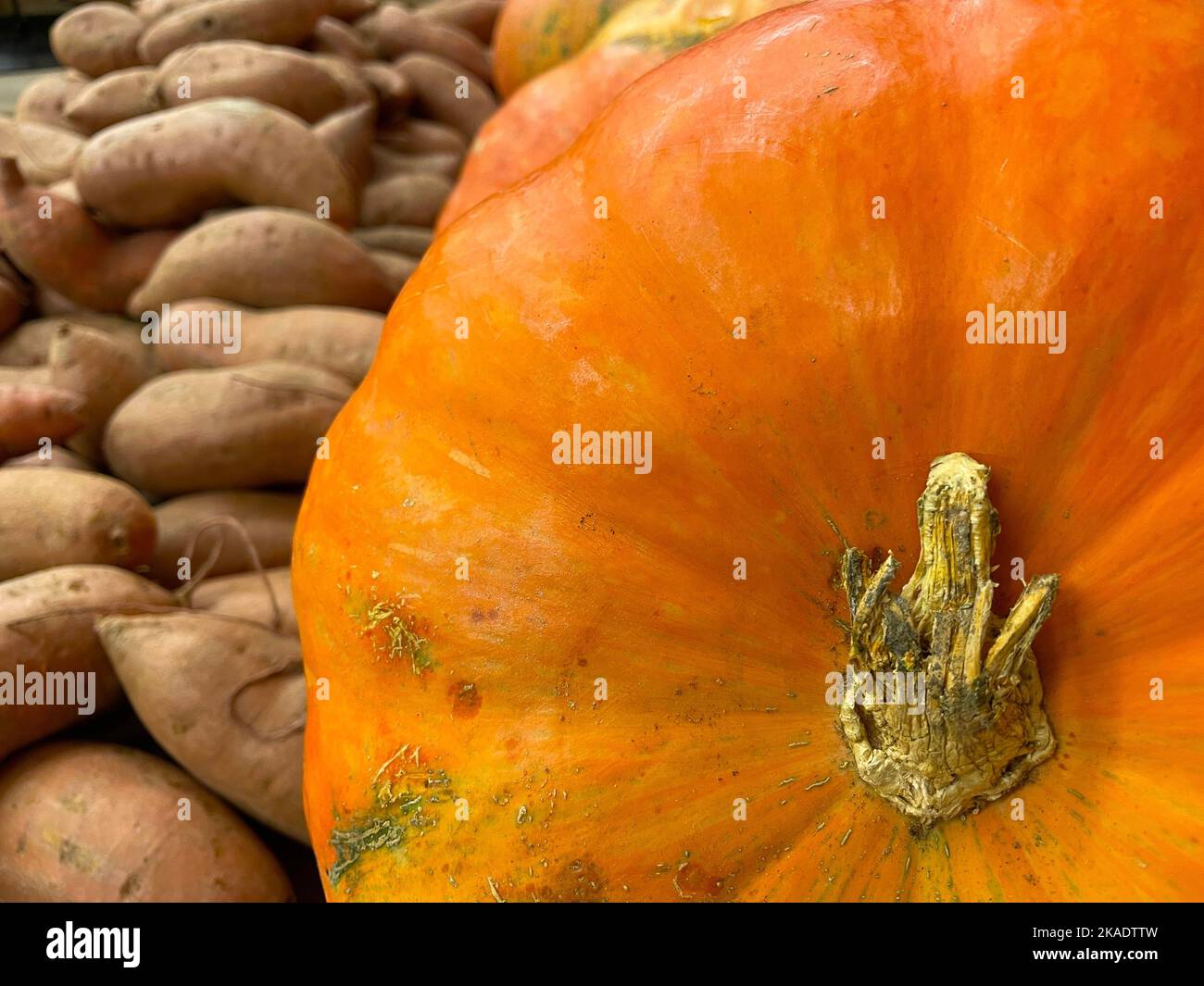 Augusta, Ga USA - 12 22 21: Pumpkin and potato display in a retail ...