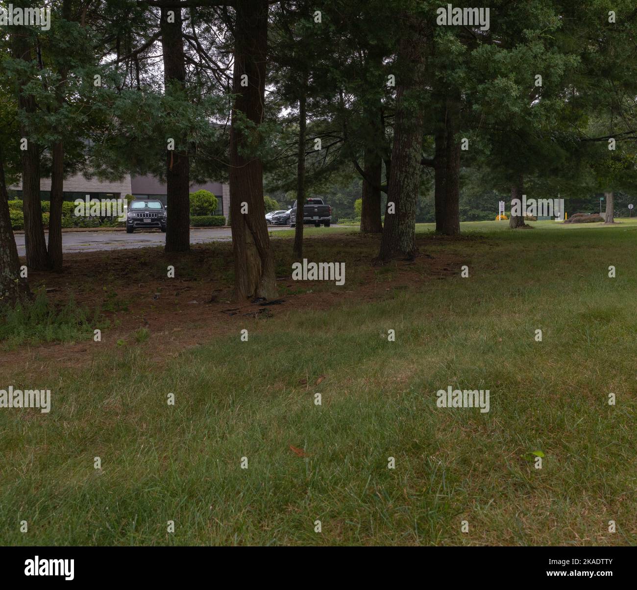 A view of green trees and lawn against a commercial building for ...