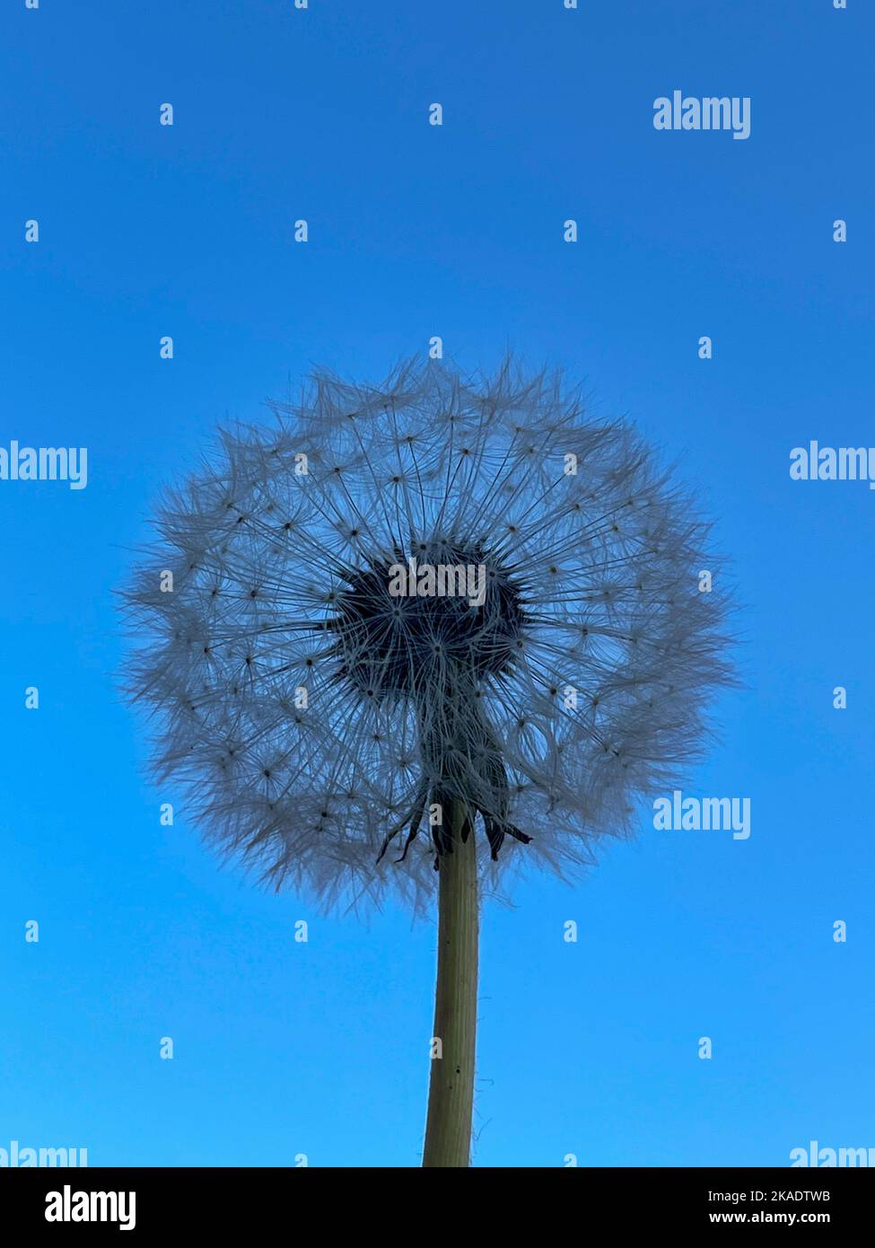 A vertical closeup of a dandelion blowball against the blue sky Stock ...