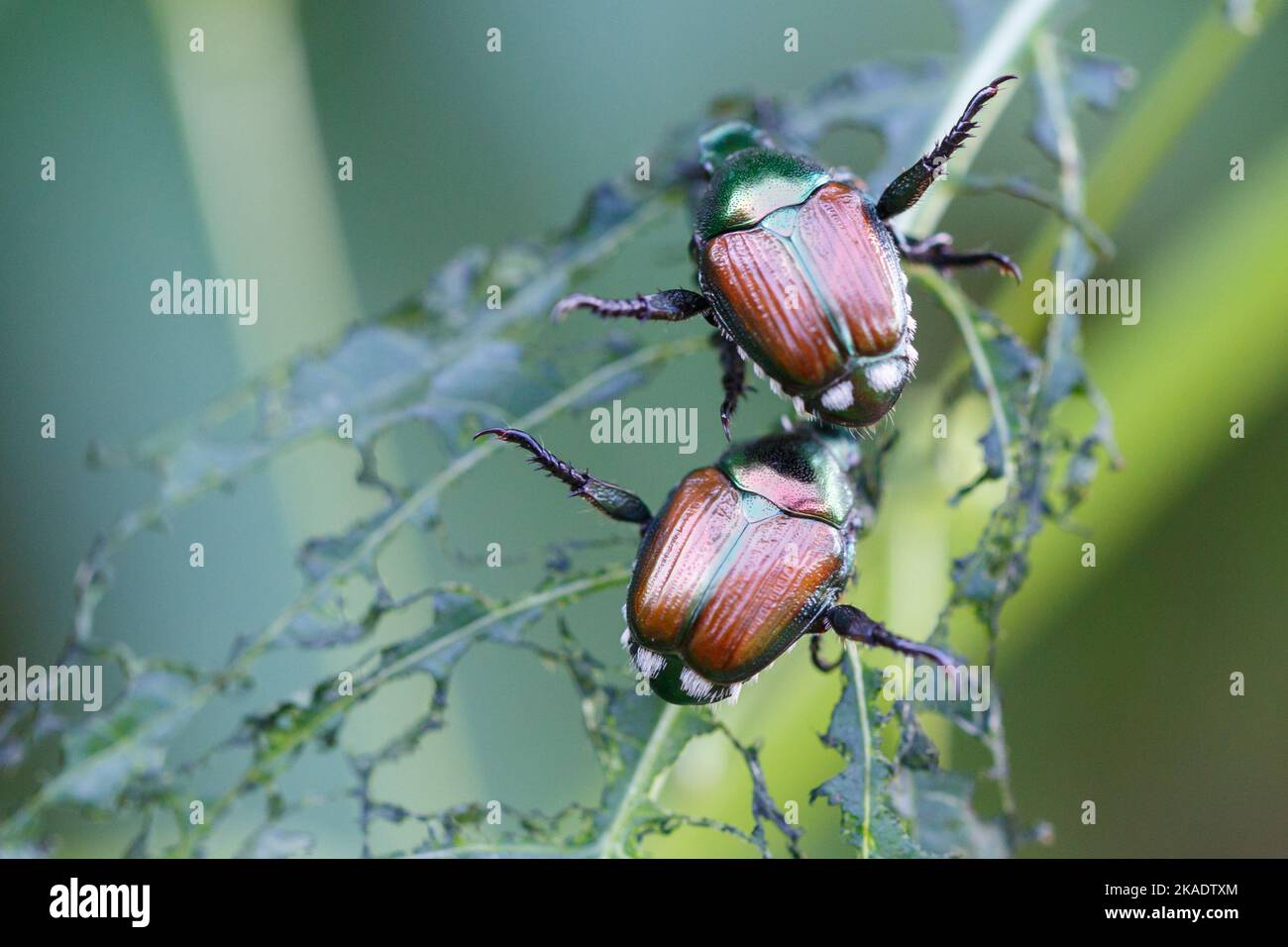 Japanese beetles hi-res stock photography and images - Alamy