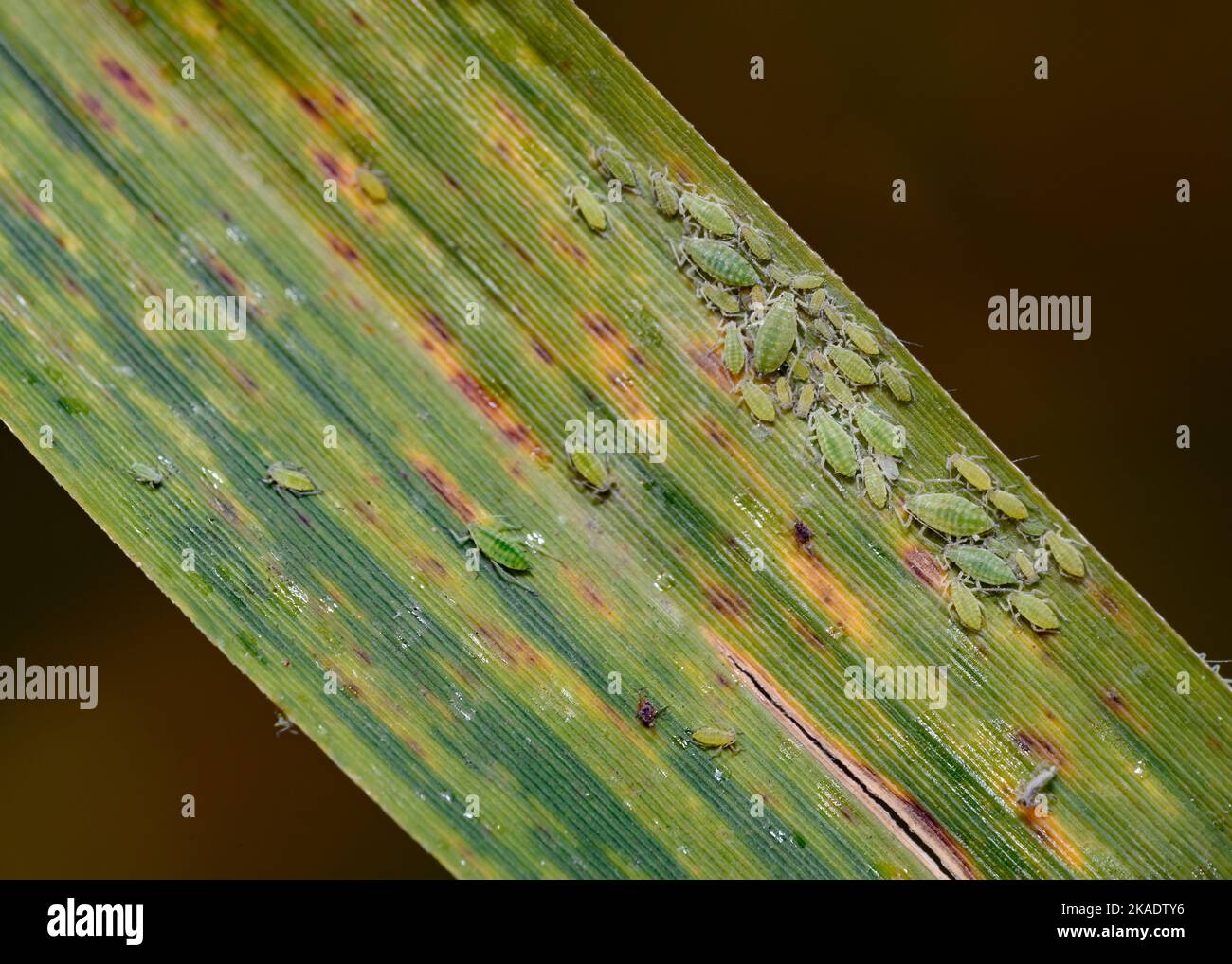 A close-up view of a group of aphids on a shrub leaf Stock Photo - Alamy