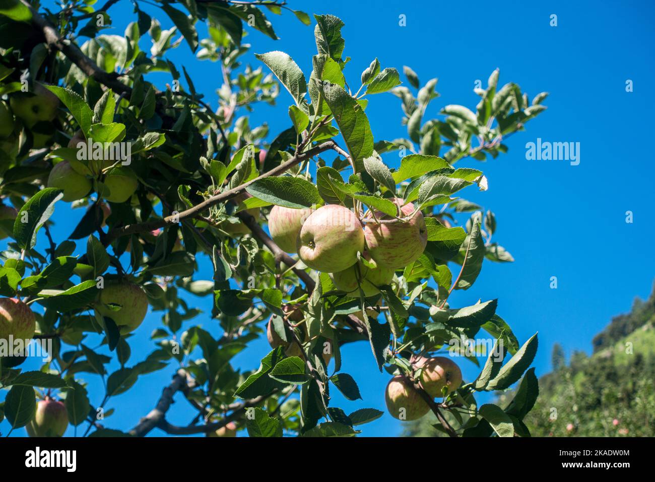 Apples hanging in a tree at the orchard with beautiful natural ...