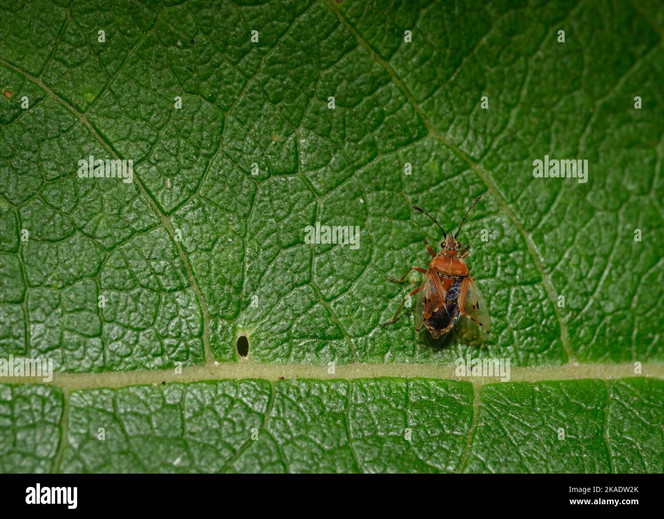 A close-up view of a forest bug on a shrub leaf Stock Photo - Alamy
