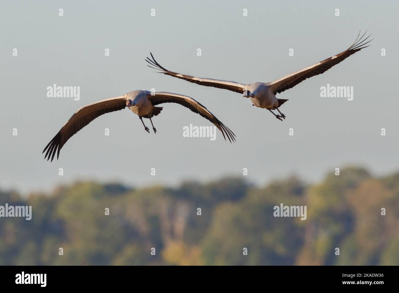 two common cranes (grus grus) flying in front of green forest Stock ...