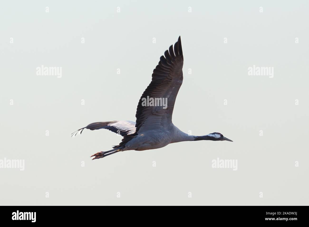 side view one common crane (grus grus) flying with spread wings Stock ...