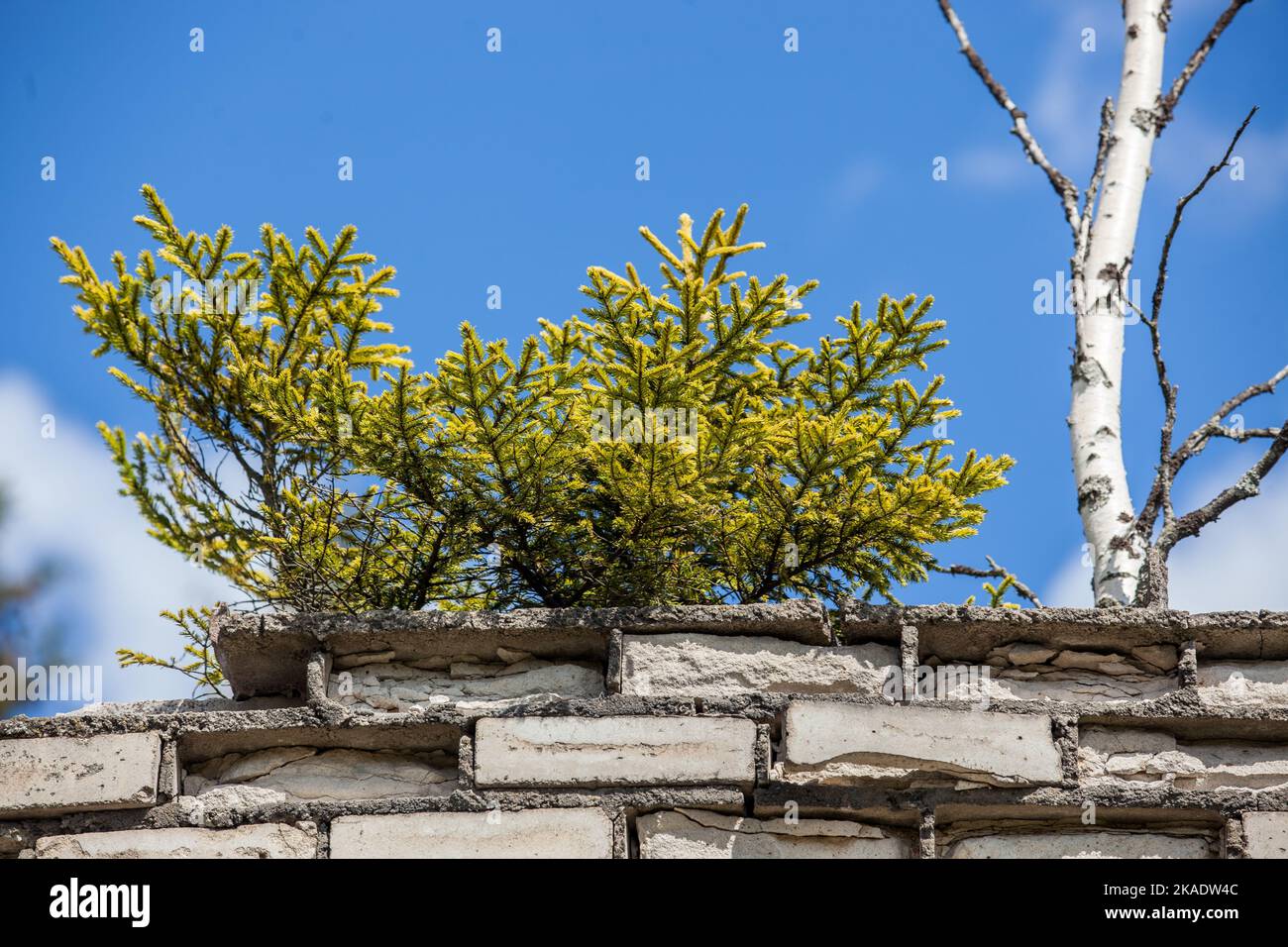 A low angle shot of a pine tree branches on a bricked wall Stock Photo ...