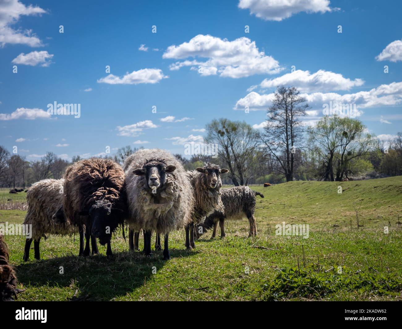 Sheep with no wool hi-res stock photography and images - Alamy