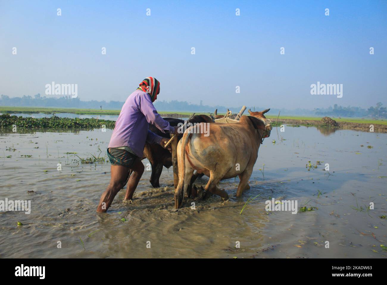 Cultivation in the Land with cow Stock Photo - Alamy