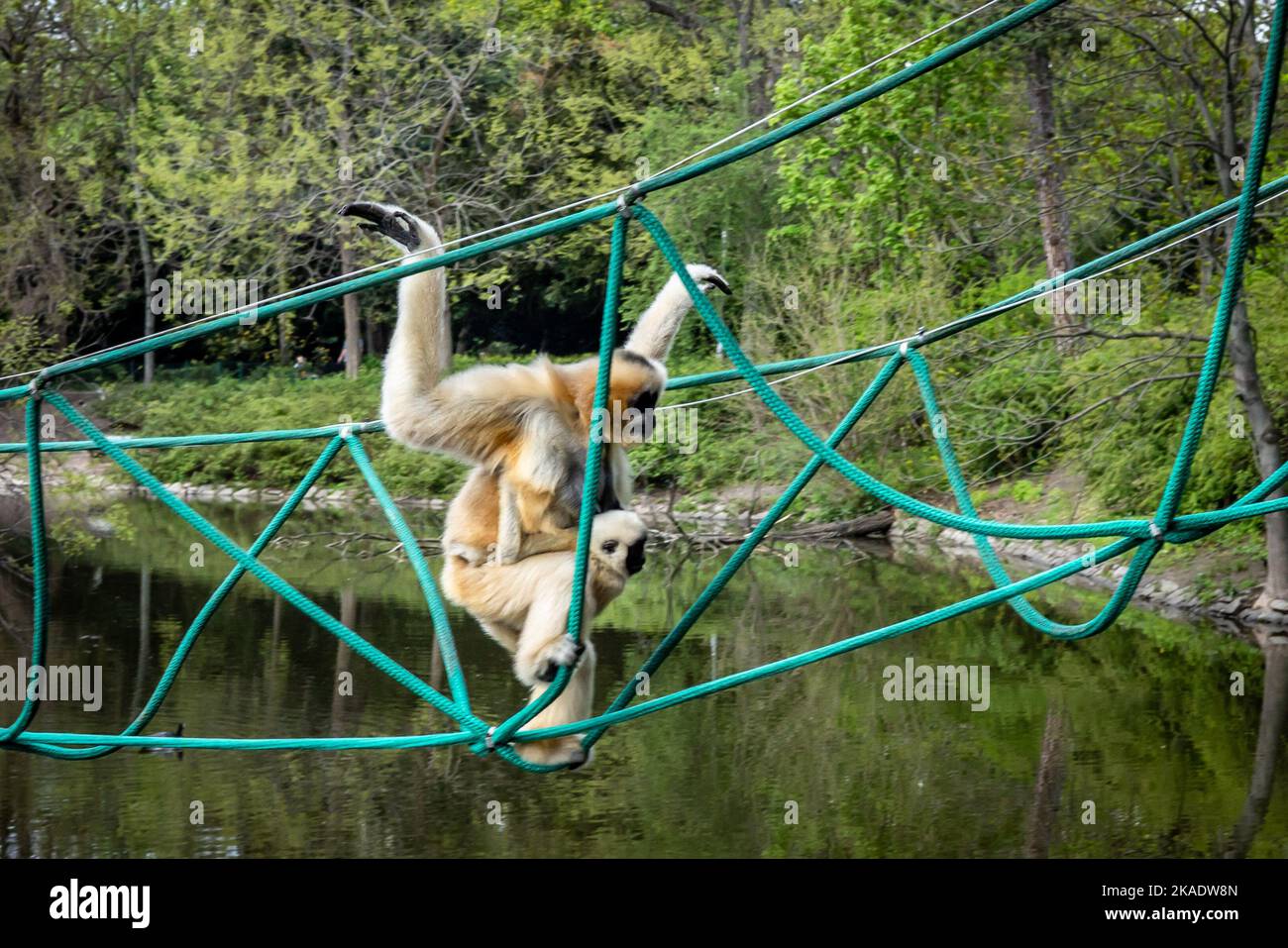 A white-cheeked mother gibbon carrying a child, climbing a suspension ...