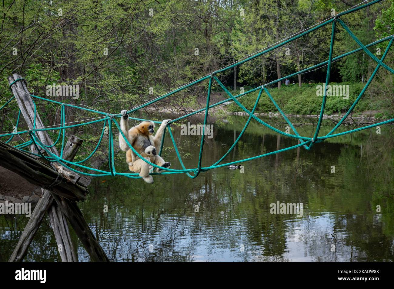 A white-cheeked mother gibbon carrying a child, climbing a suspension ...