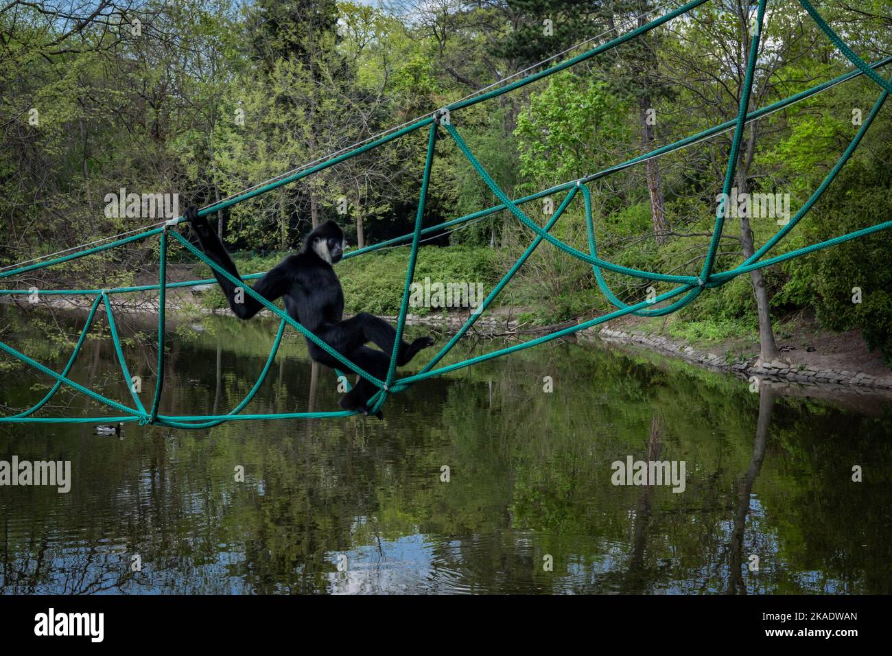 A male white-cheeked gibbon, climbing a suspension rope bridge over the ...