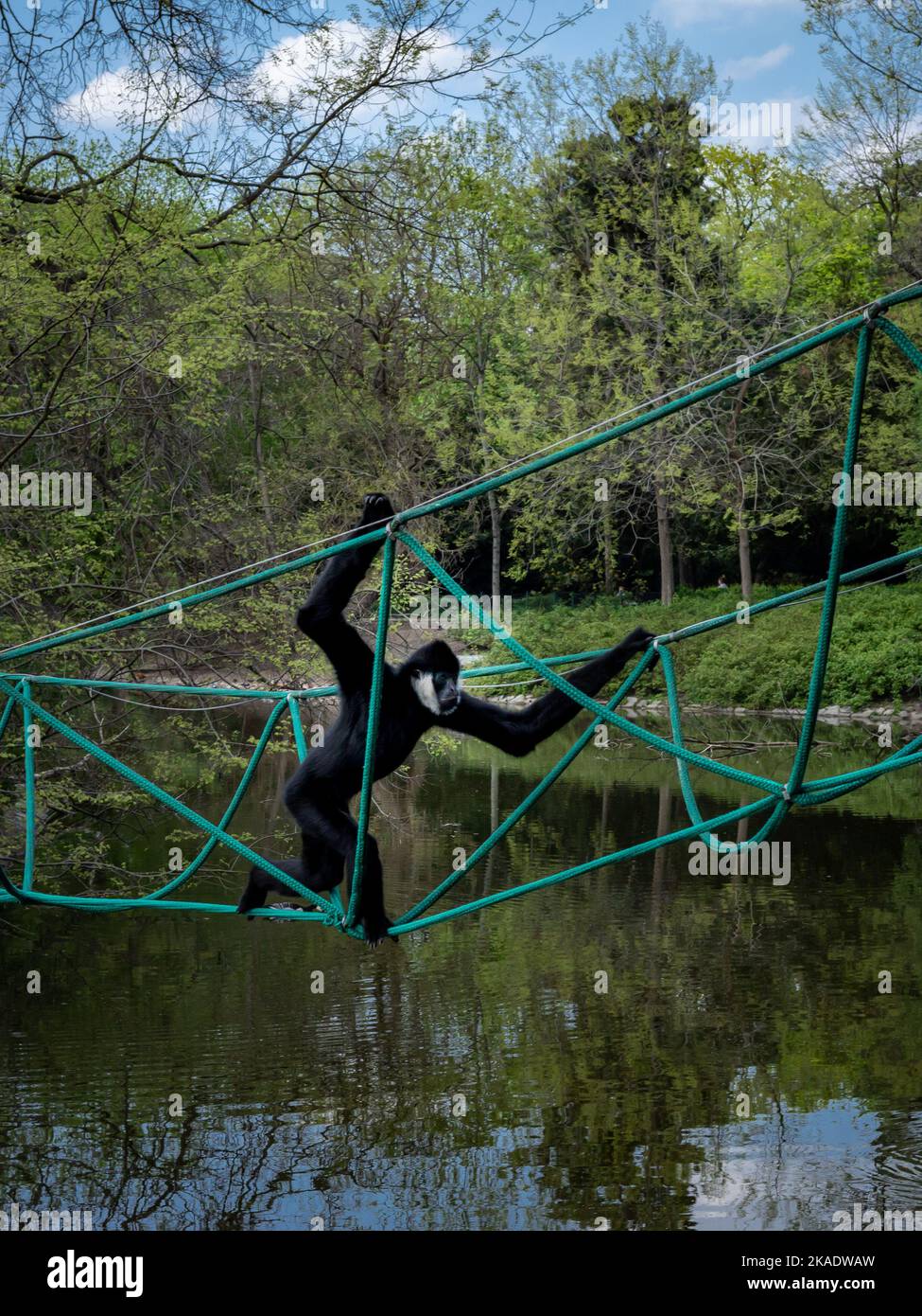 A male white-cheeked gibbon, climbing a suspension rope bridge over the ...