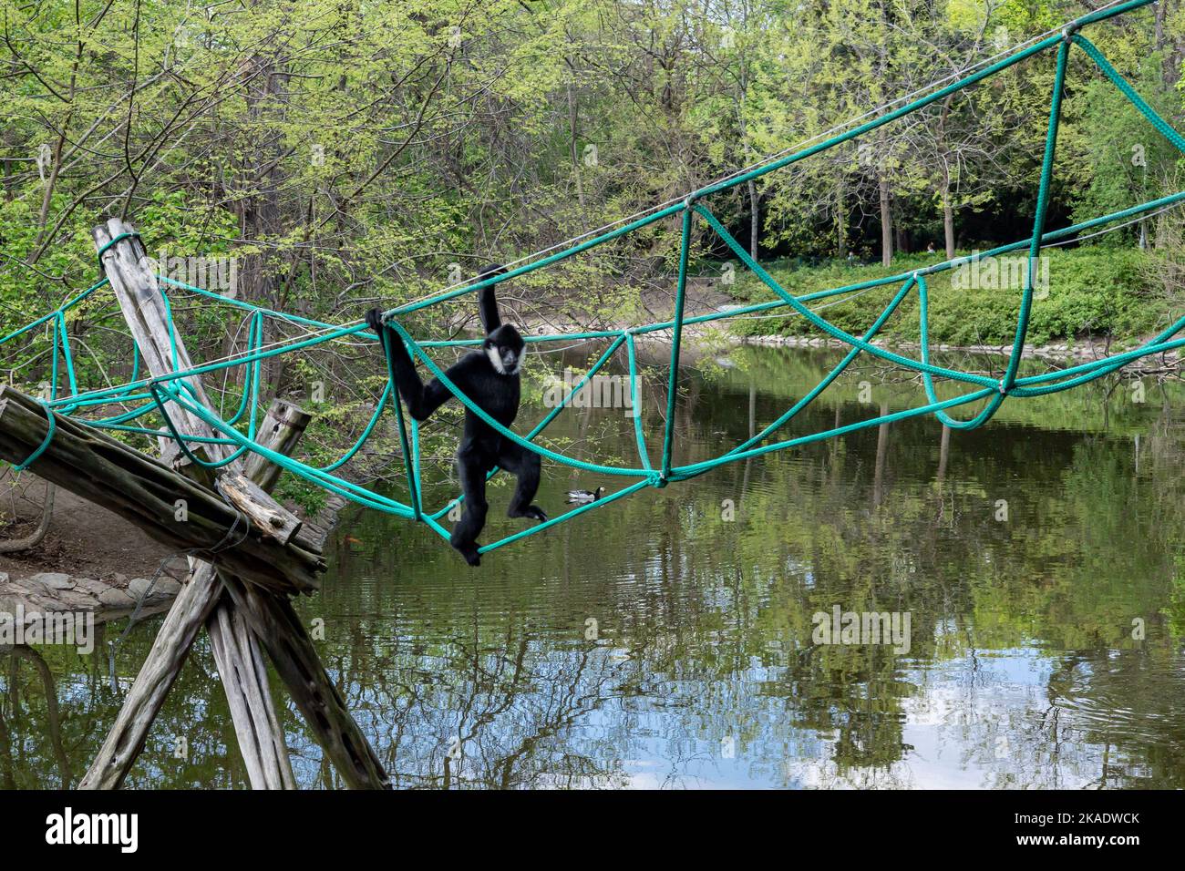 A male white-cheeked gibbon, climbing a suspension rope bridge over the ...