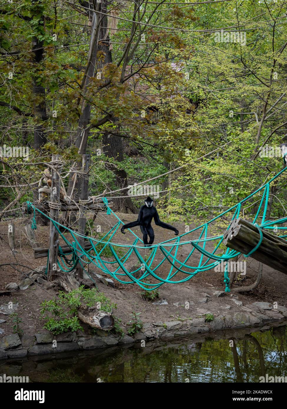 A male white-cheeked gibbon, climbing a suspension rope bridge over the ...