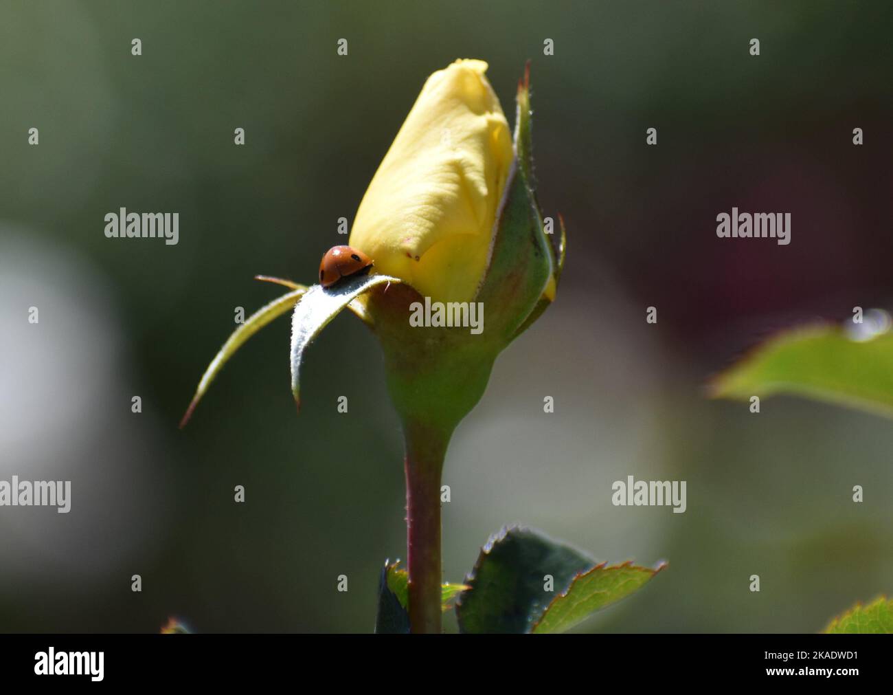 Ladybug on Yellow Rose Stock Photo - Alamy