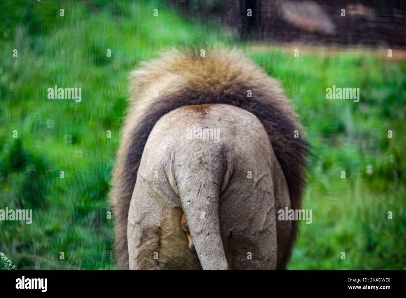 A back view of a big lion walking in nature during the daytime Stock ...